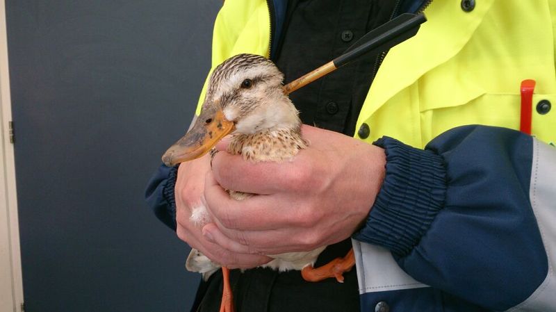 Pijl verwijderd uit kop eend