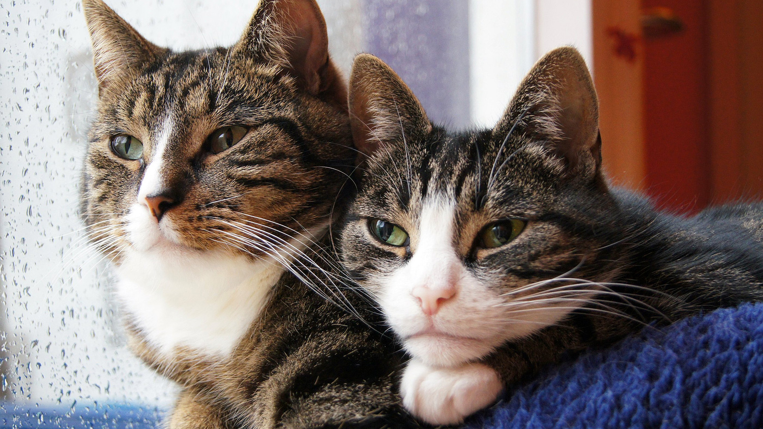 Politie doet onderzoek naar vermiste katten