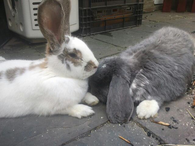 Jenika en Gijs uit Zeist