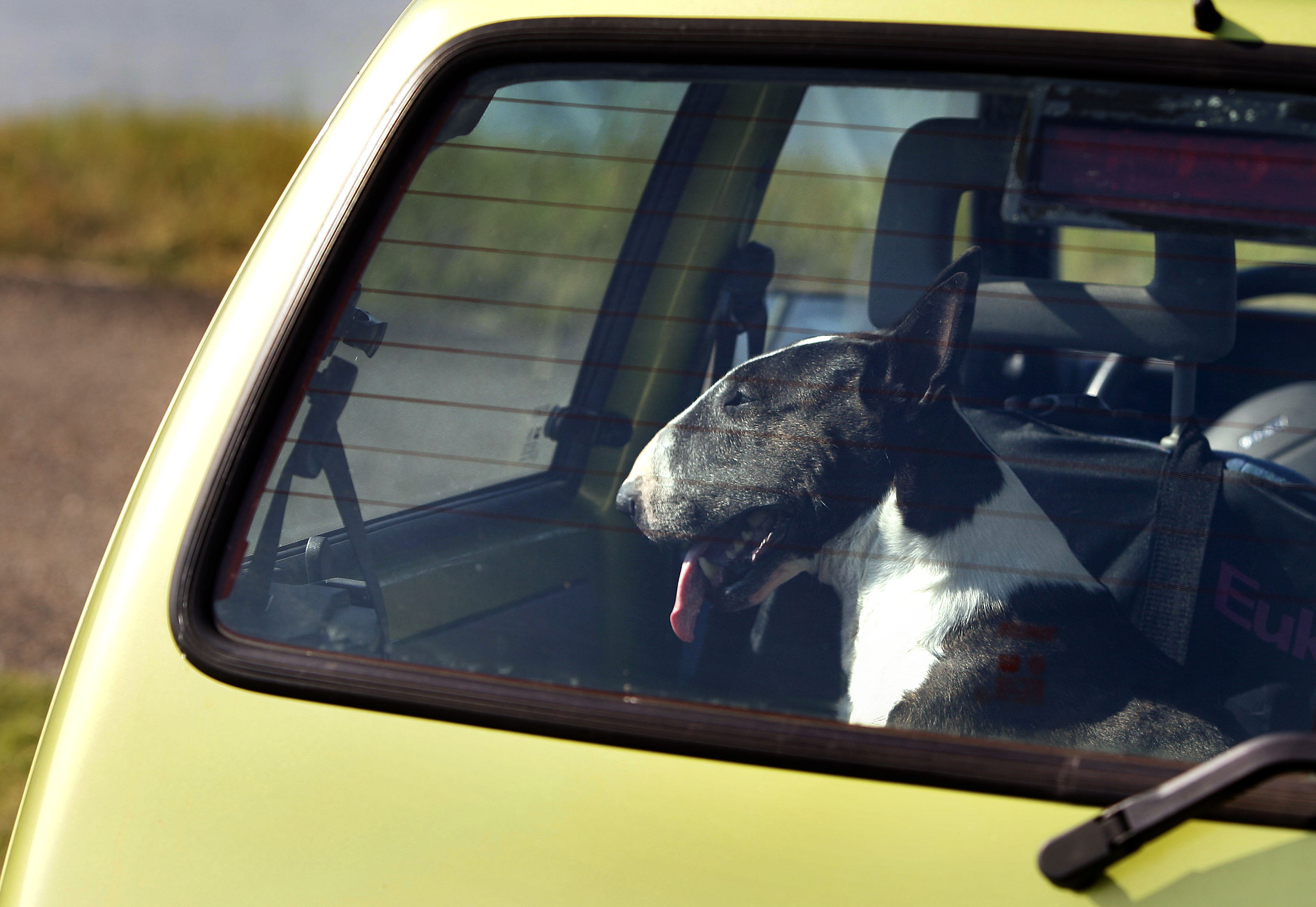 Politie redt hond uit snikhete auto, baasje is boos