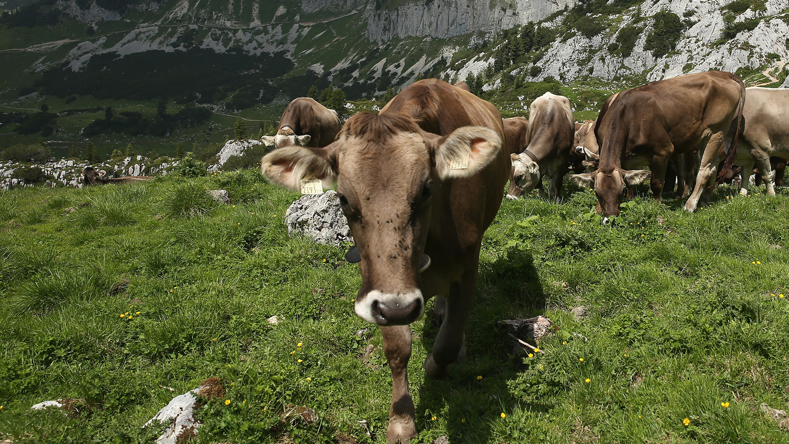 Koe valt Nederlands gezin aan op alpenweide