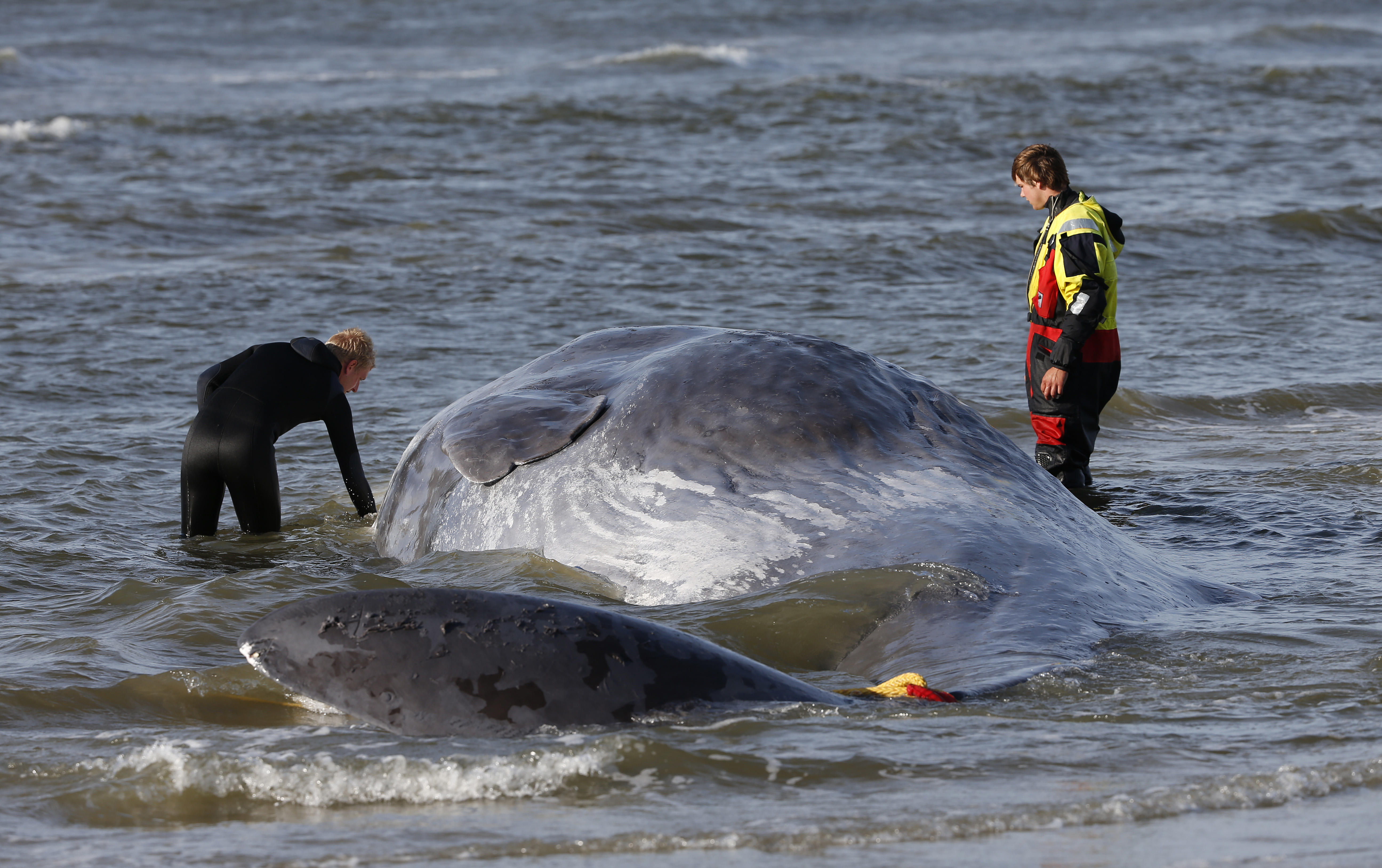 Niemand weet waaraan aangespoelde potvis stierf