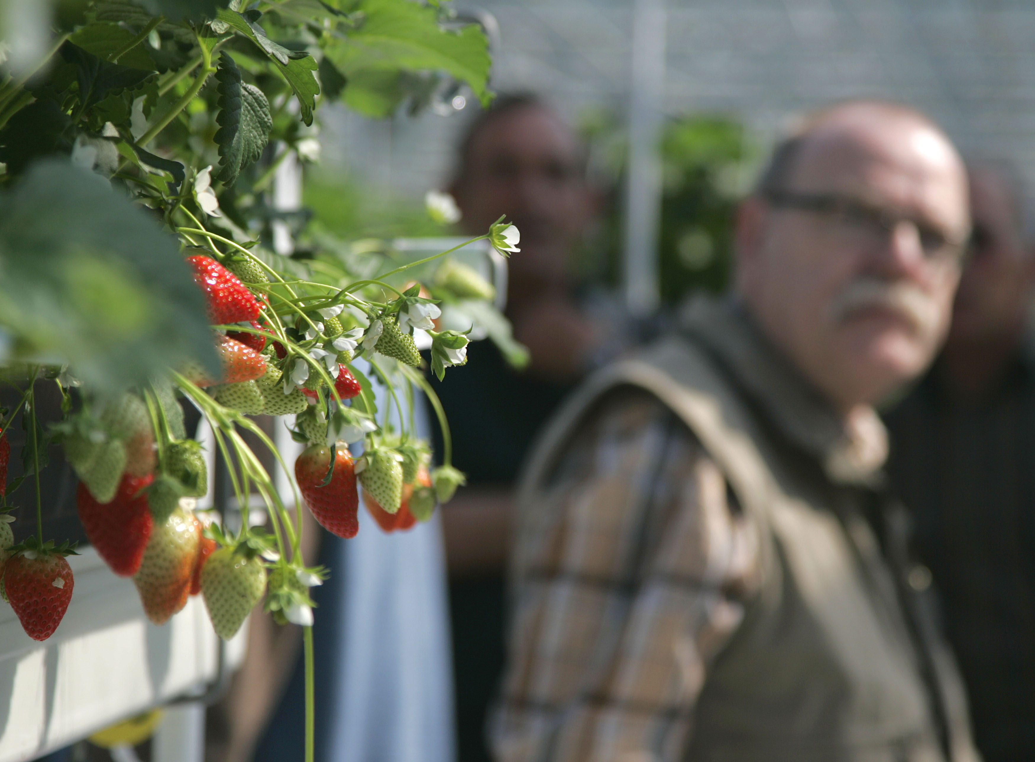 Aardbeienplantjes als fijnstofmeter