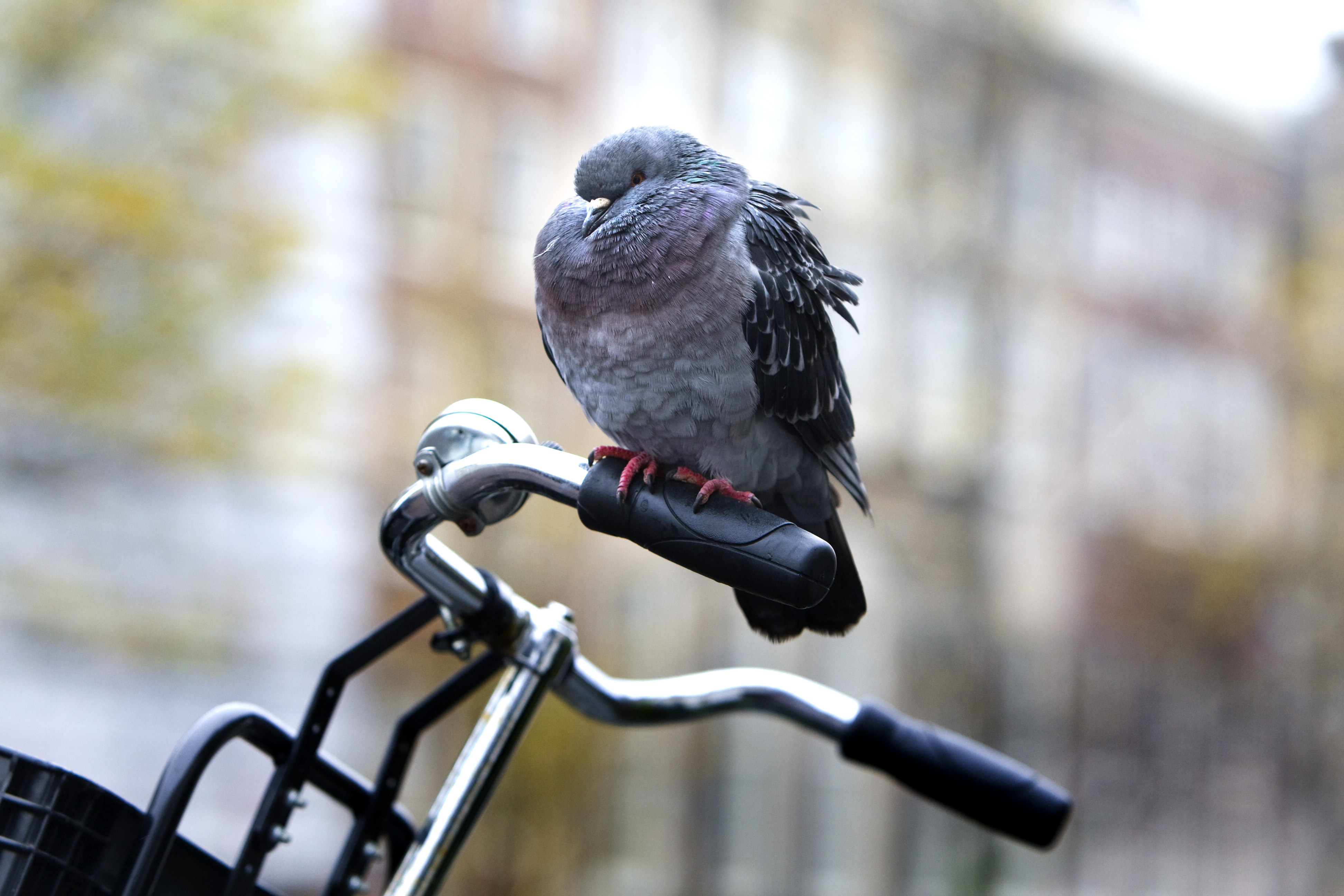 Amsterdamse stadsduif in wildpaté | RTL Nieuws | RTL.nl