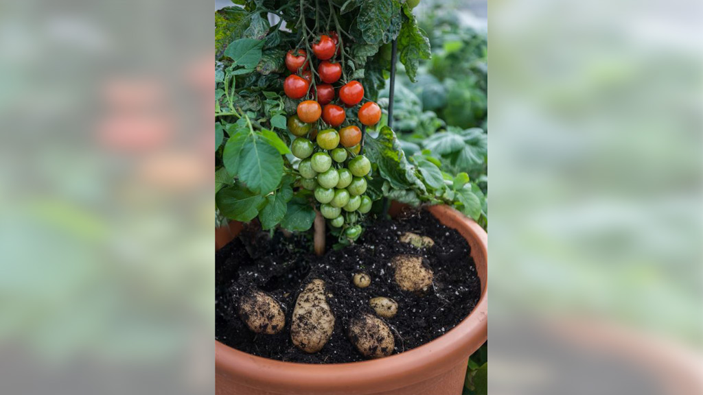 TomTato: een tomaten-aardappelplant | RTL Nieuws | RTL.nl