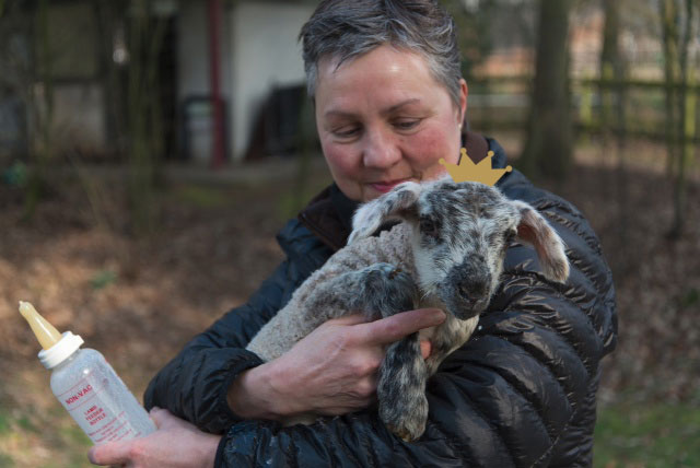 Dier van de Week: Akkie uit Bladel