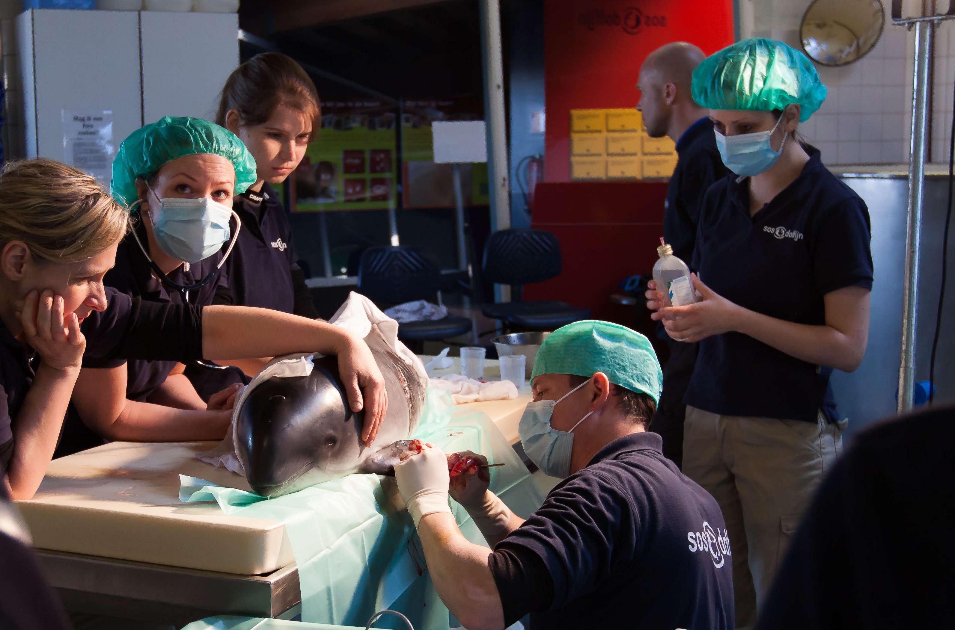 Bruinvis met succes geopereerd aan vin