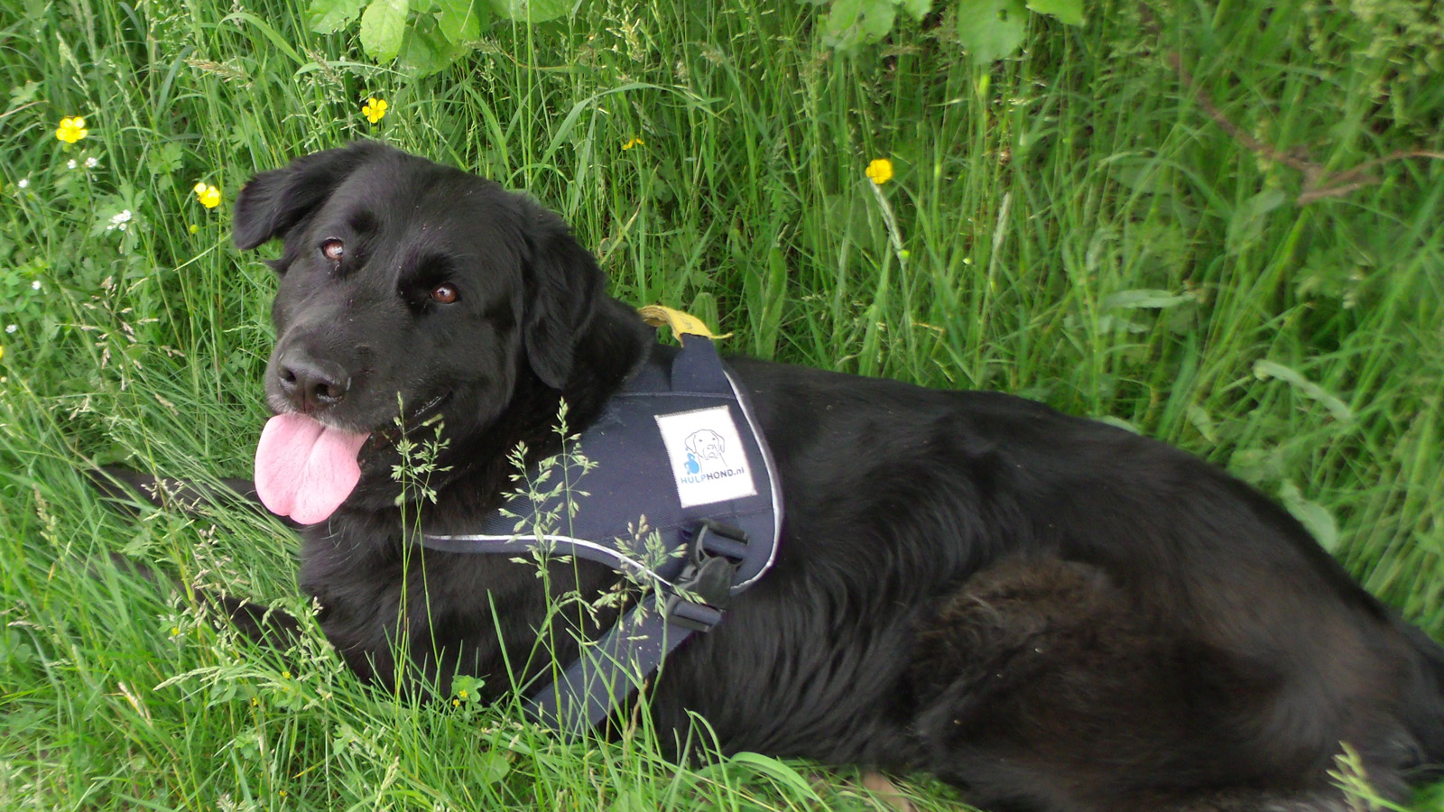 Dier van de Dag: Amber