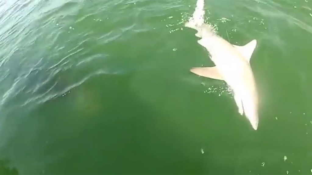 Video: Monstervis slokt haai op voor ogen vissers