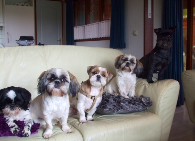 Dier van de Dag: Gently uit Voorburg