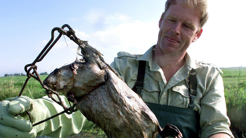 'Delicatesse: muskusrat moet op menukaart'