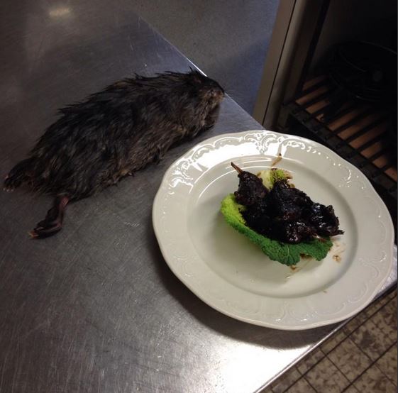 Hoe smaakt muskusrat?