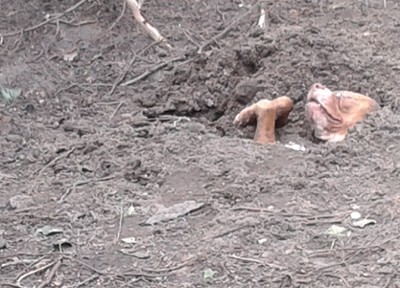 Baasje dode hond Tilburg meldt zich: Ik moest hem wel doden