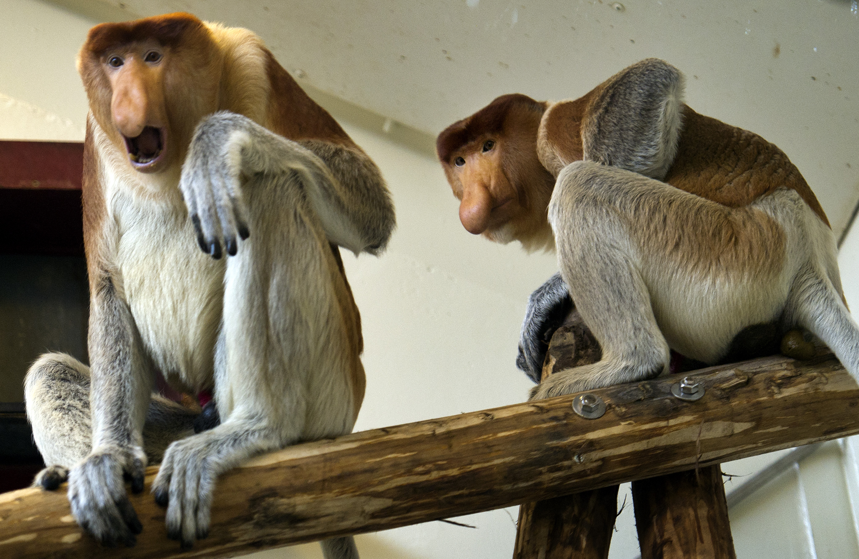 Laatste neusaap vertrekt: 'Het is de beste keuze voor Jeff'