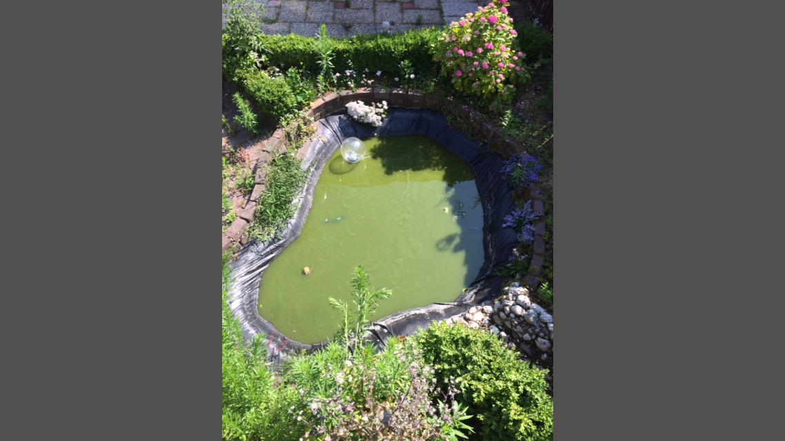 Deurwaarder laat vissen in vieze vijver zitten