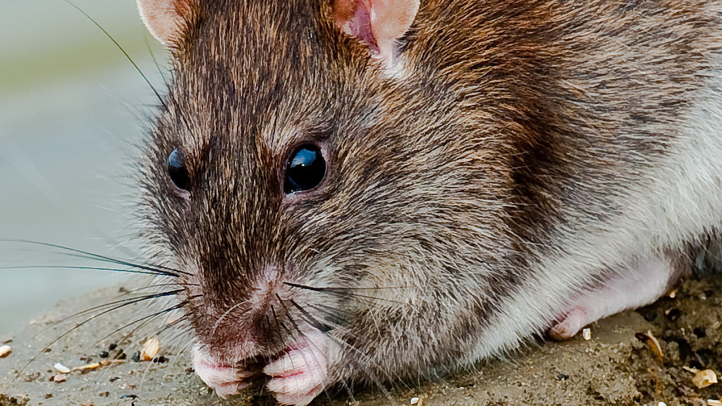 Ziekmakende bruine ratten in Gelderse zwemplas