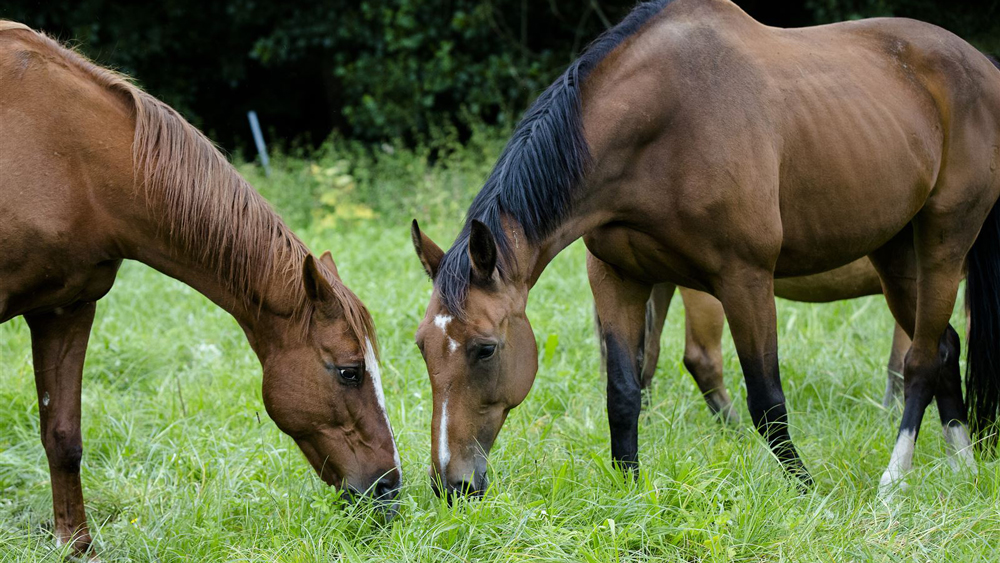 Dierenartsen: mishandeling paarden is massahysterie