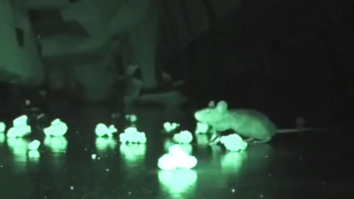 Kijk die muizen door de bios krioelen. Durf jij nog naar de film?