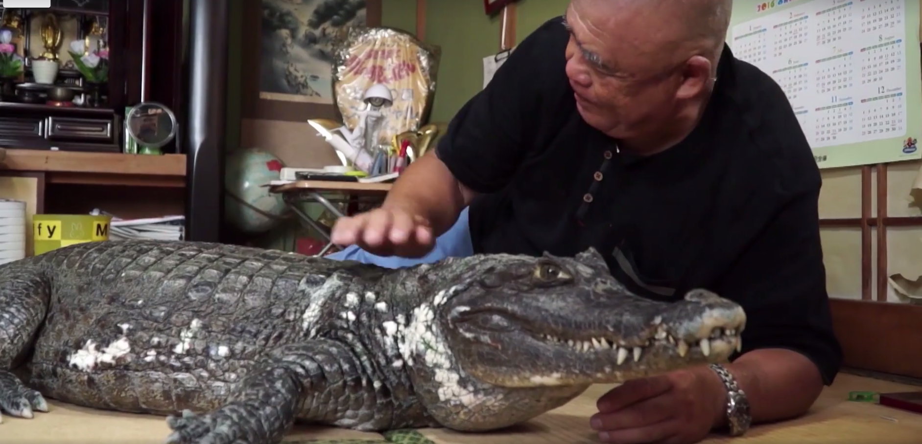 Kaaiman als huisdier: eigenaar poetst dagelijks zijn tanden