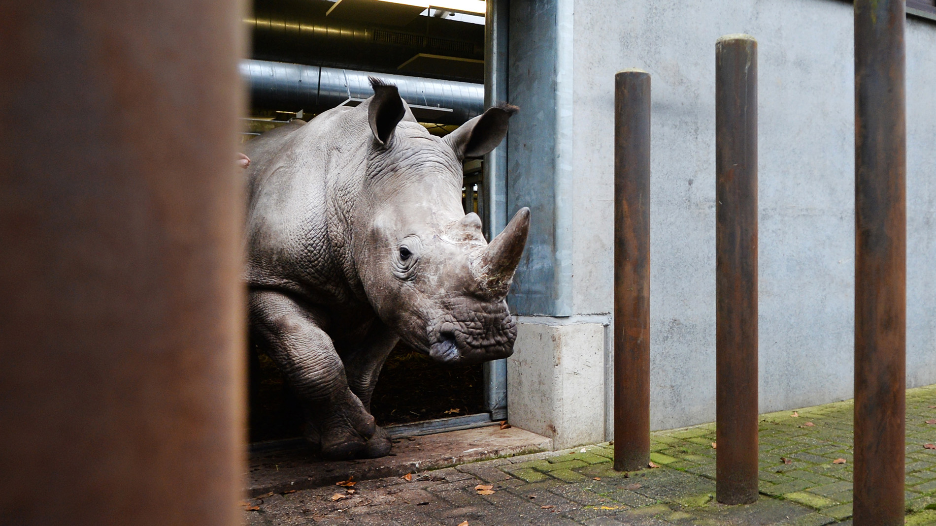 Neushoorn die in Frankrijk werd afgeslacht is geboren in Nederland