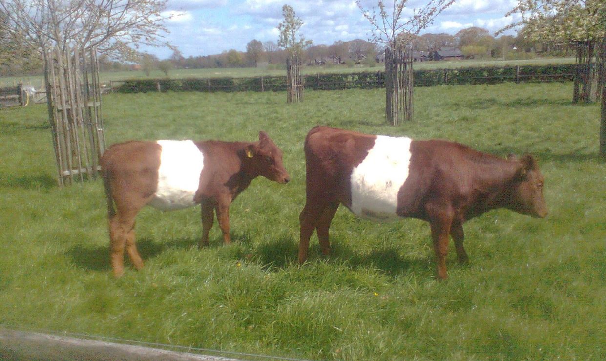 Minister Schouten wil uitzondering mestregels voor zeldzame koeienrassen
