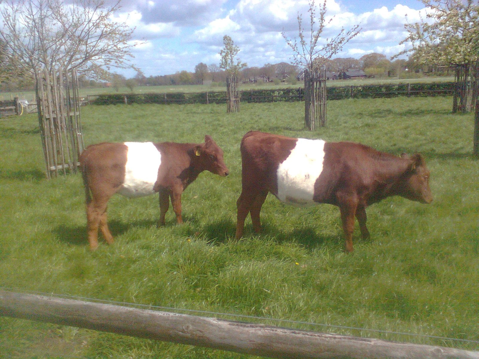 Boer Bert heeft al vijf koeien verkocht op Facebook: 'Ik zorg wel dat ...