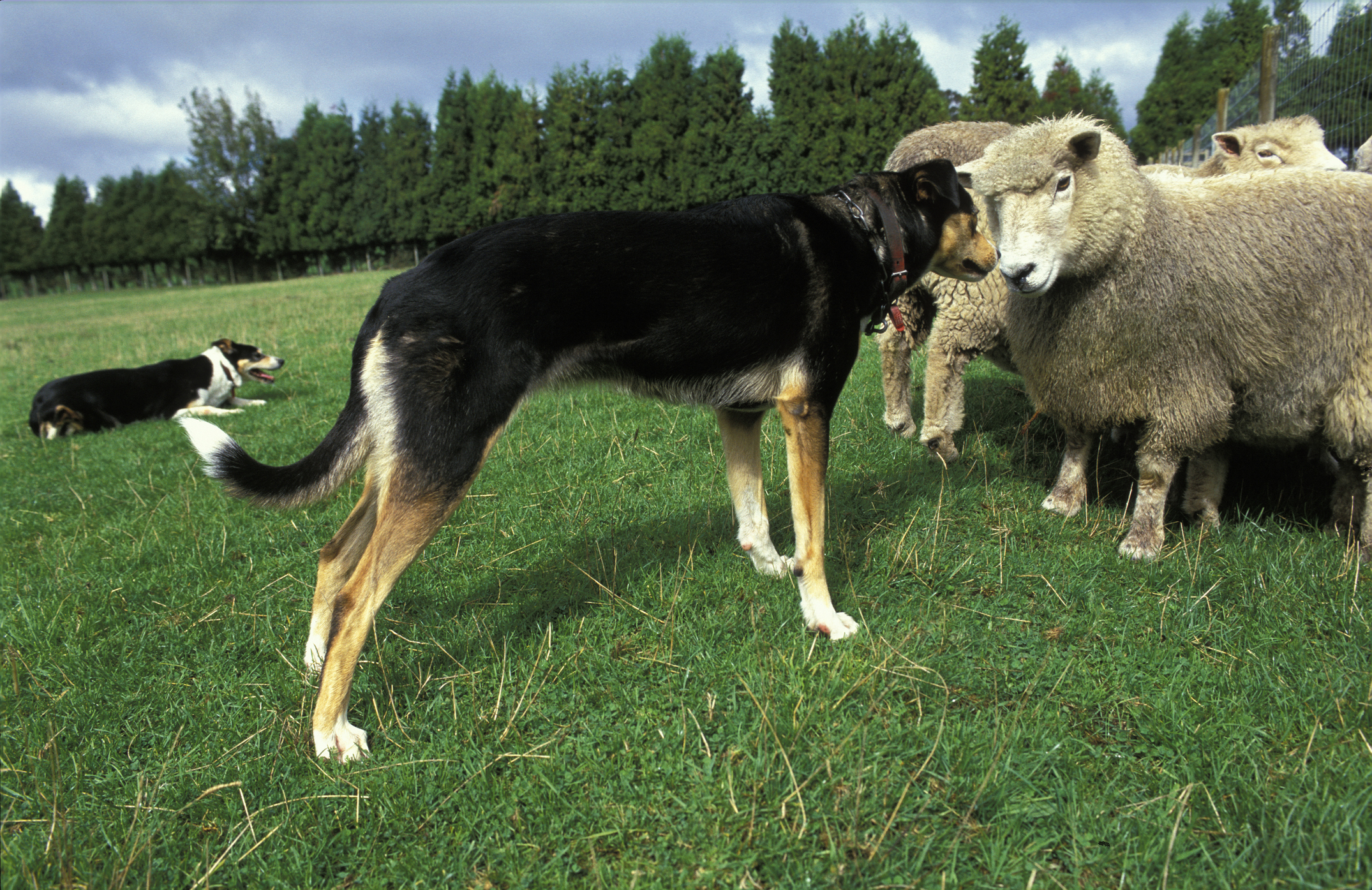 Schapen en reeën doodgebeten: 'Hou je hond aan de lijn'