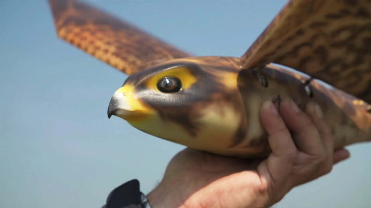 Nederlandse Robird start met vogelvrij maken vliegveld