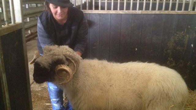 Schaap Jack gered van slacht: 'We hebben besloten een uitzondering te ...