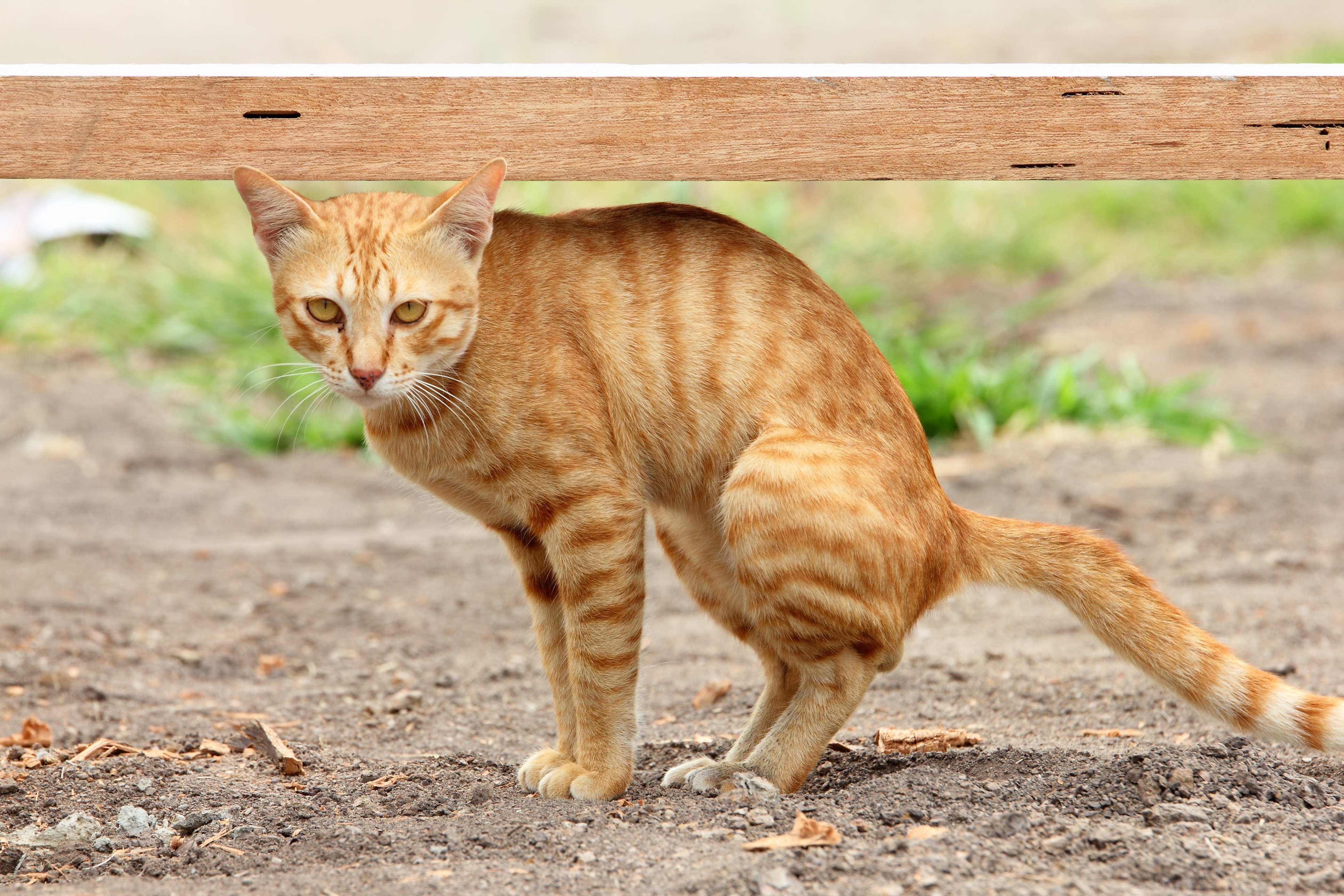 400 euro boete voor loslopende kat: 'Klaar met kattenpoep!'