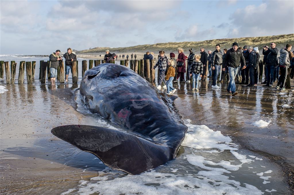 Potvis 'Pieter' leefde nog toen hij aanspoelde in Zeeland