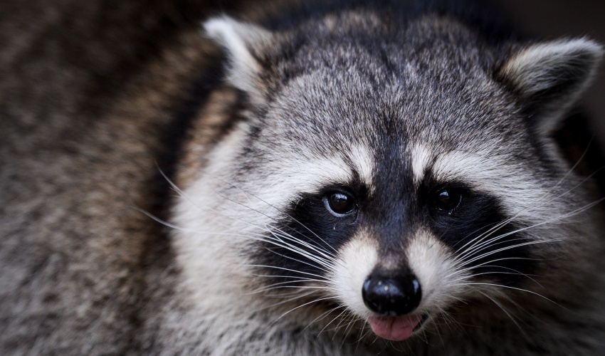 Maastricht jaagt op wilde wasbeer die vrouw en konijn bijt