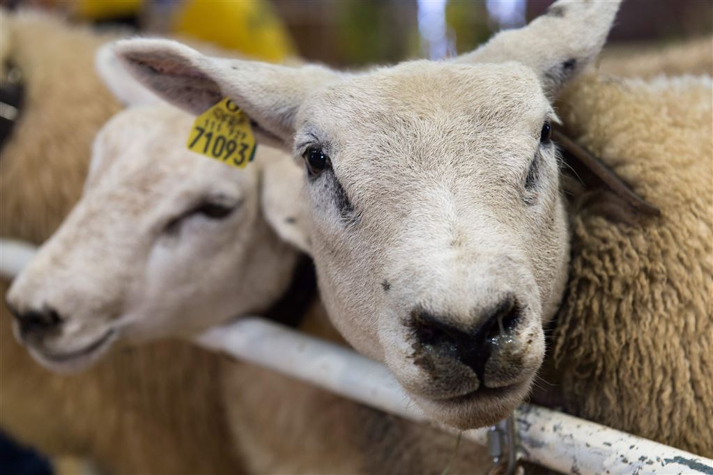 Politie onderzoekt dood schaap bij brandstapel