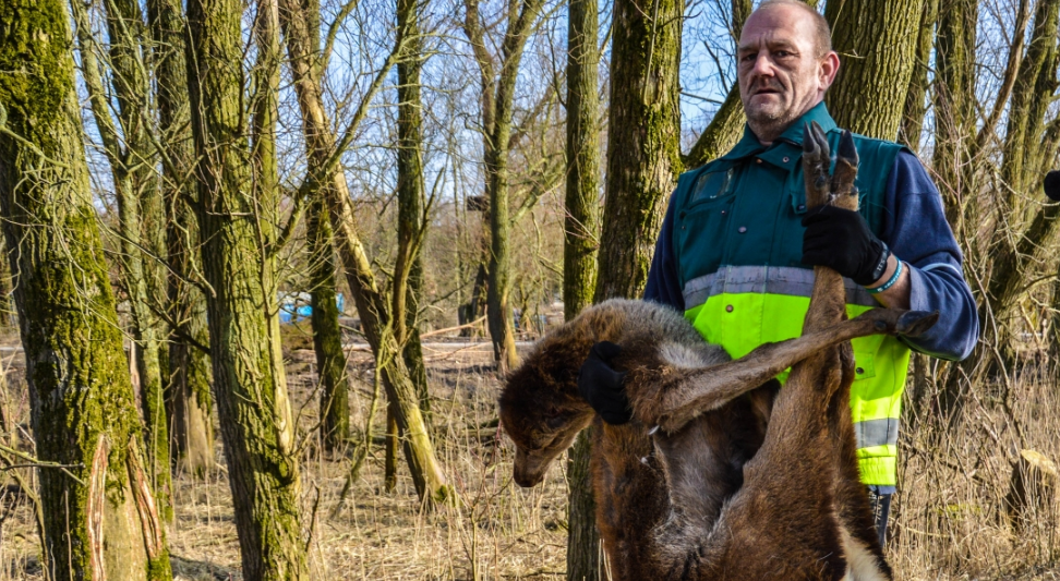 Staatsbosbeheer boos over dood hert voor de deur: 'Jammer dat mensen ...