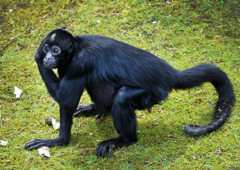 Video: slingeraap Pepi is vijftig jaar, en dat is heel bijzonder