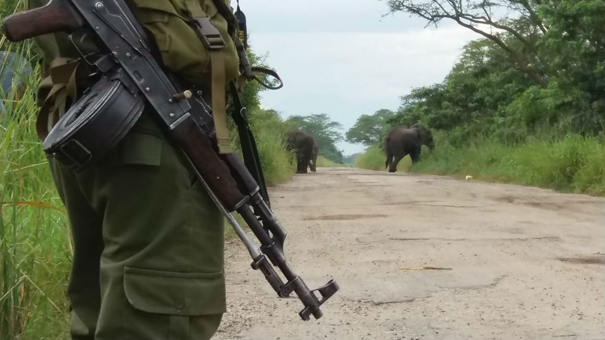 Olifant doodt stroper in Krugerpark, leeuwen eten hem op