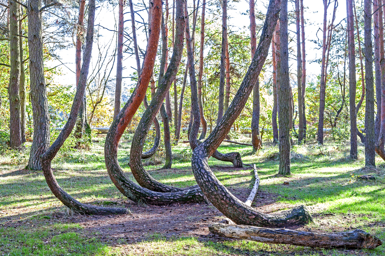 Verbazing om bomen met mysterieuze 'kronkel' in Pools bos