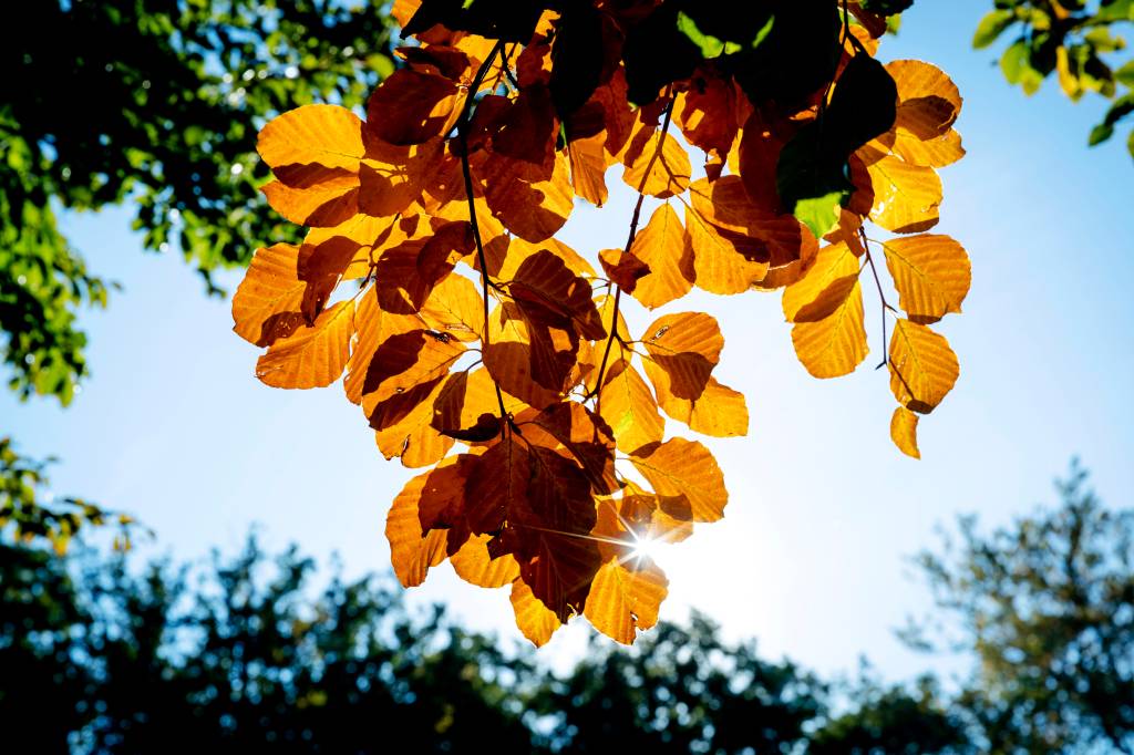 Actrice Elmarie Wendel (89) overleden