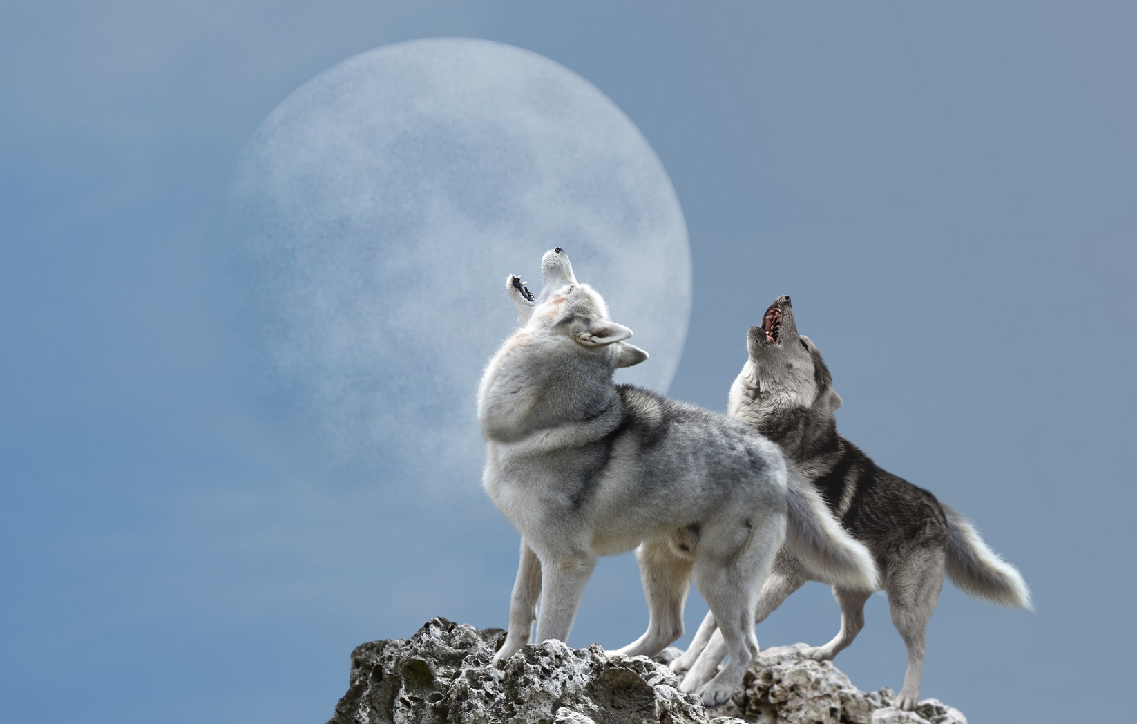 Quiz: weet jij alles over wolven?