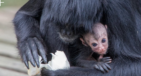 Zeldzame slingeraap geboren in Apenheul