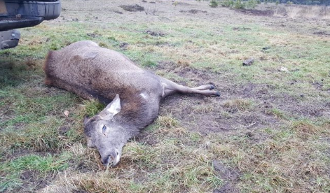 Hert vlucht voor motorcrossers en rent zich dood