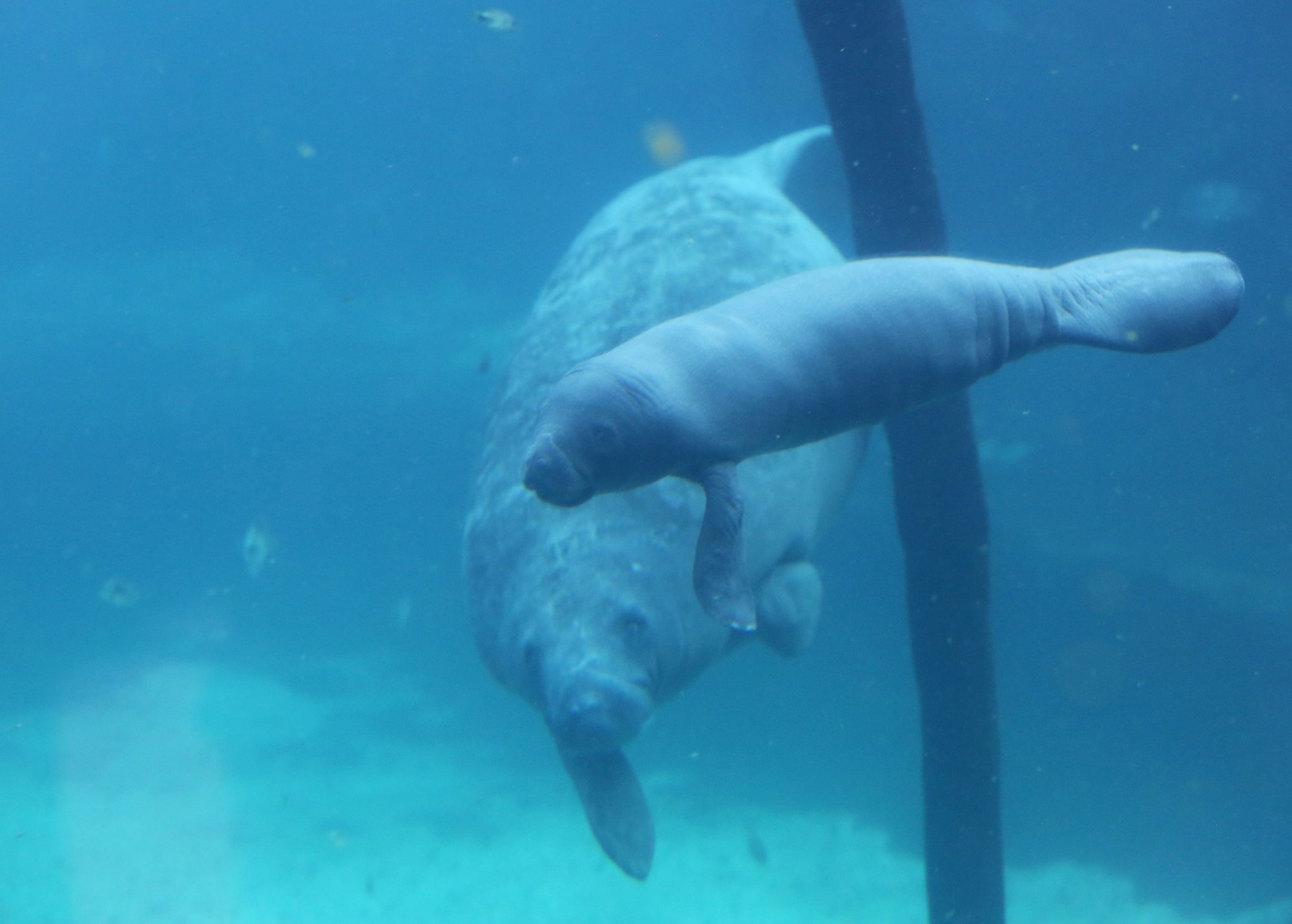 Babynieuws: in Burgers' Zoo is een Caribische zeekoe geboren