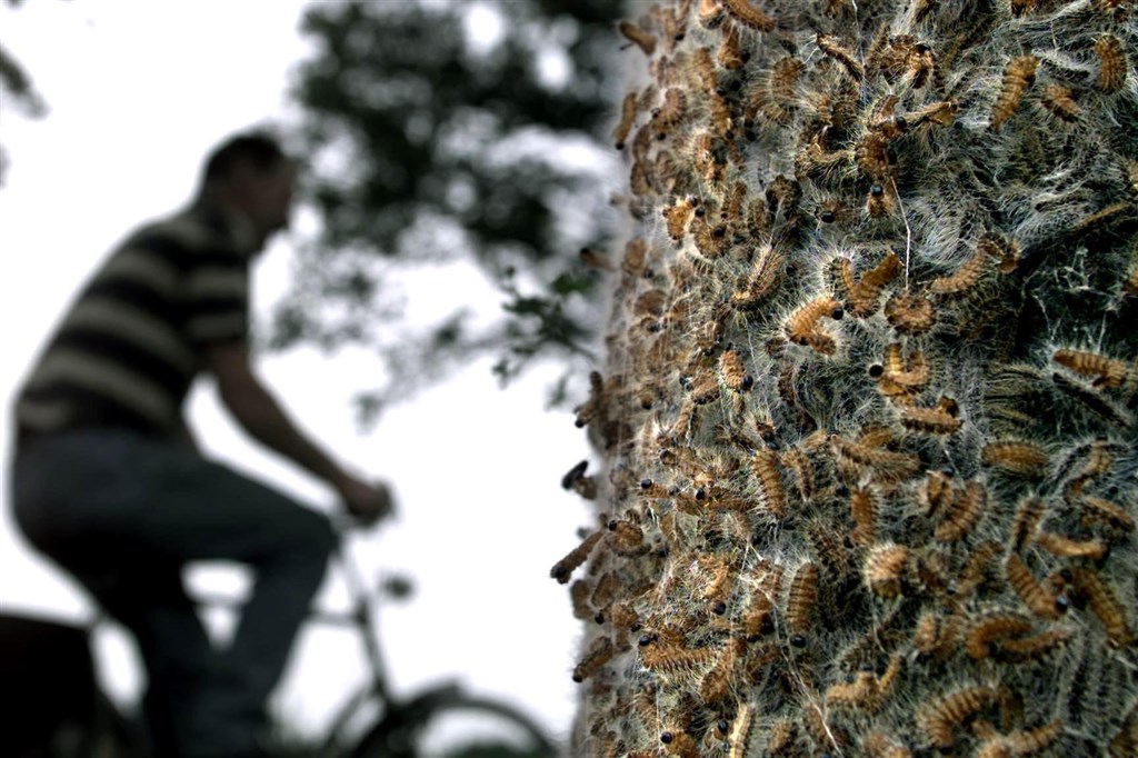 Jeuk en uitslag: processierups gaat voor nog meer overlast zorgen
