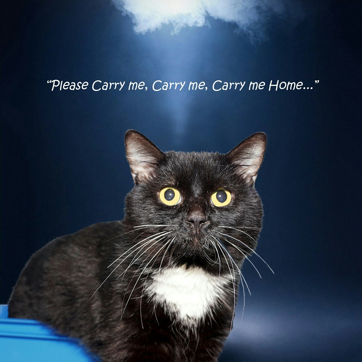 'Please carry me home': kat Duncan zoekt nieuw huisje