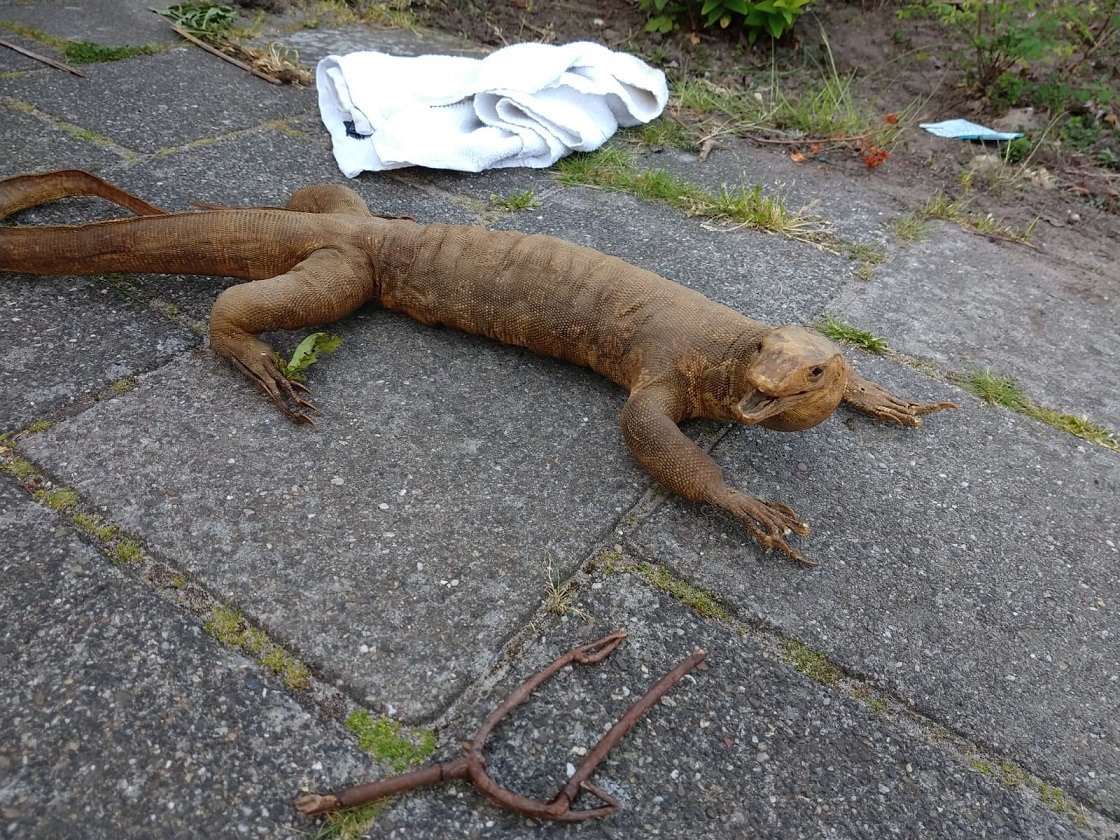 Dierenambulance rukt uit voor opgezette varaan in Hoorn | RTL Nieuws ...