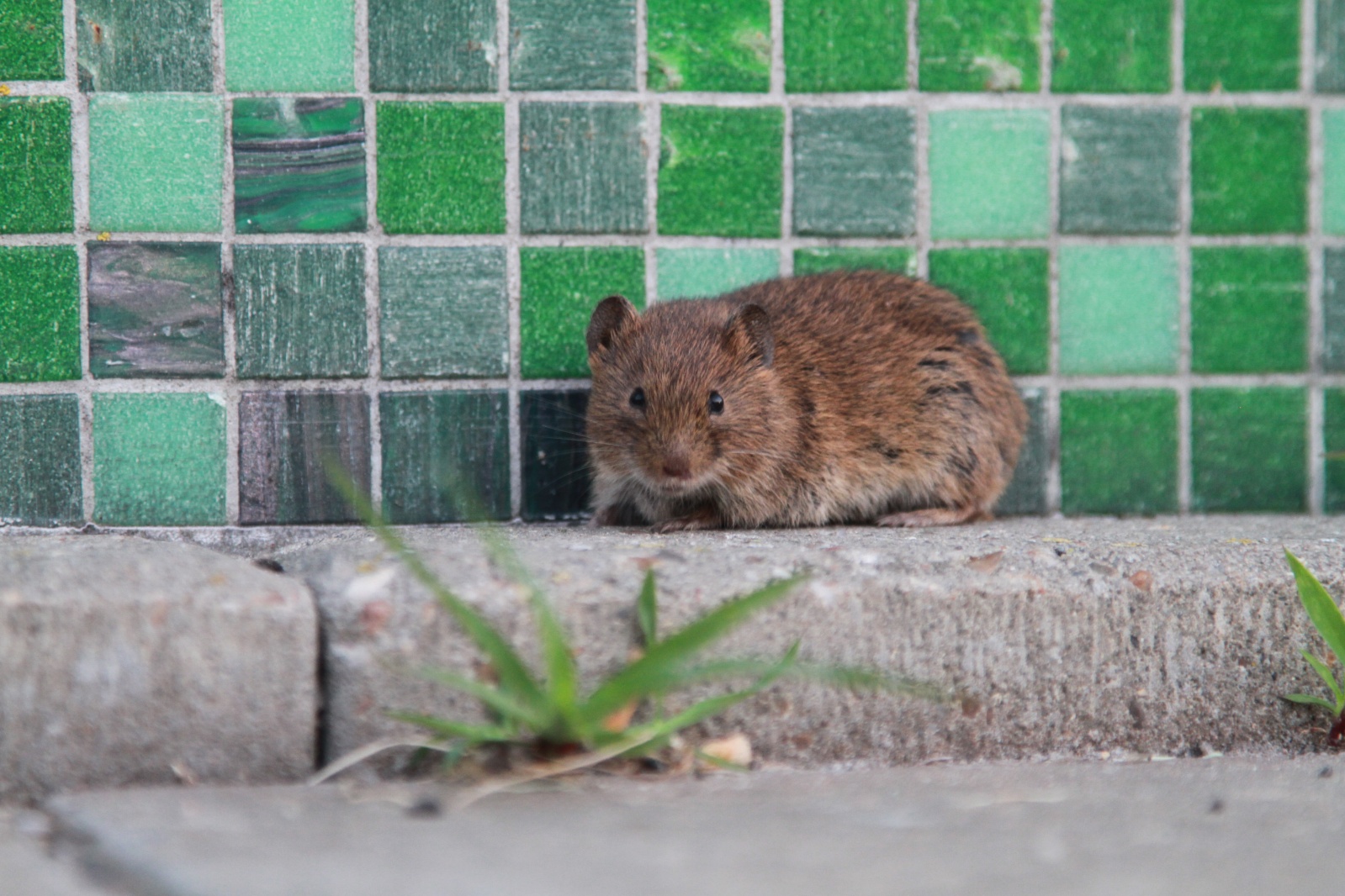 Duizenden muizen vallen te pletter in Friesland: wat is hier aan de hand?