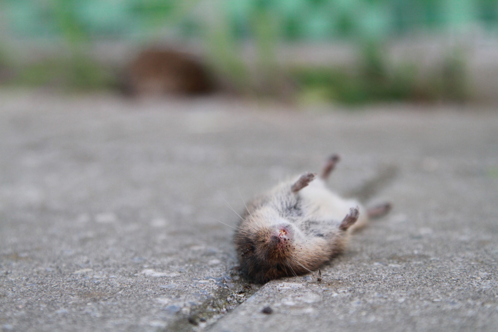 Duizenden muizen vallen te pletter in Friesland: wat is hier aan de hand?
