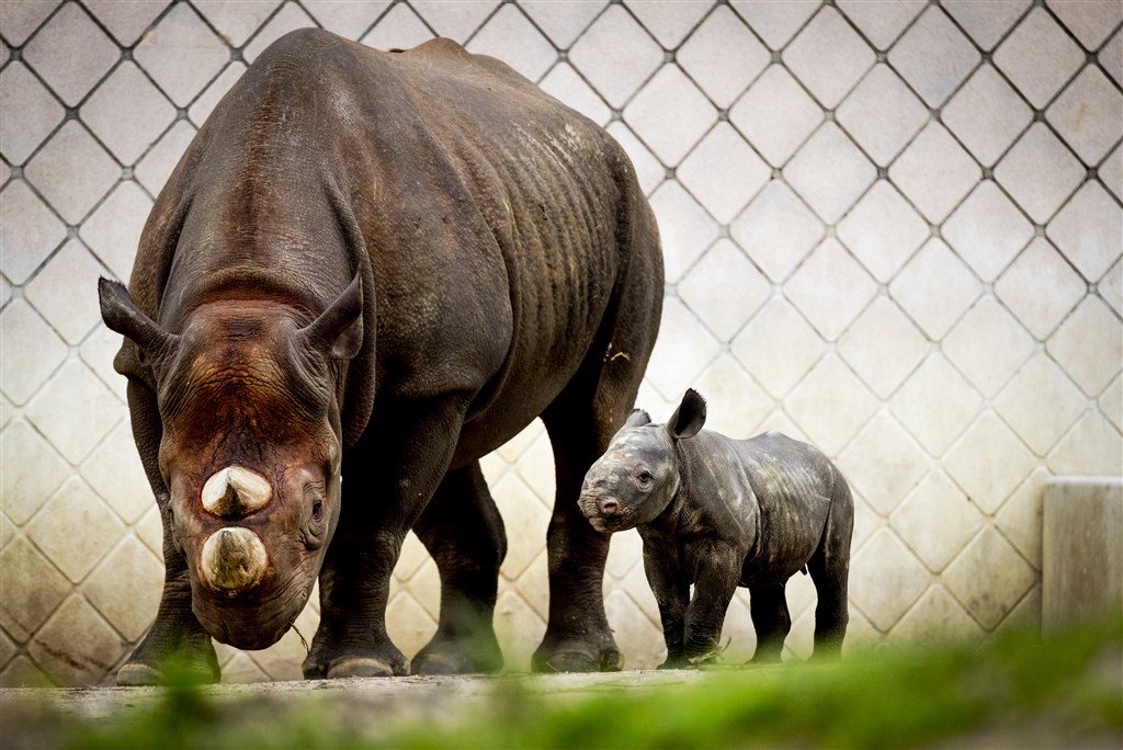 Leuker dan ivoor: investeren in neushoorn-obligaties