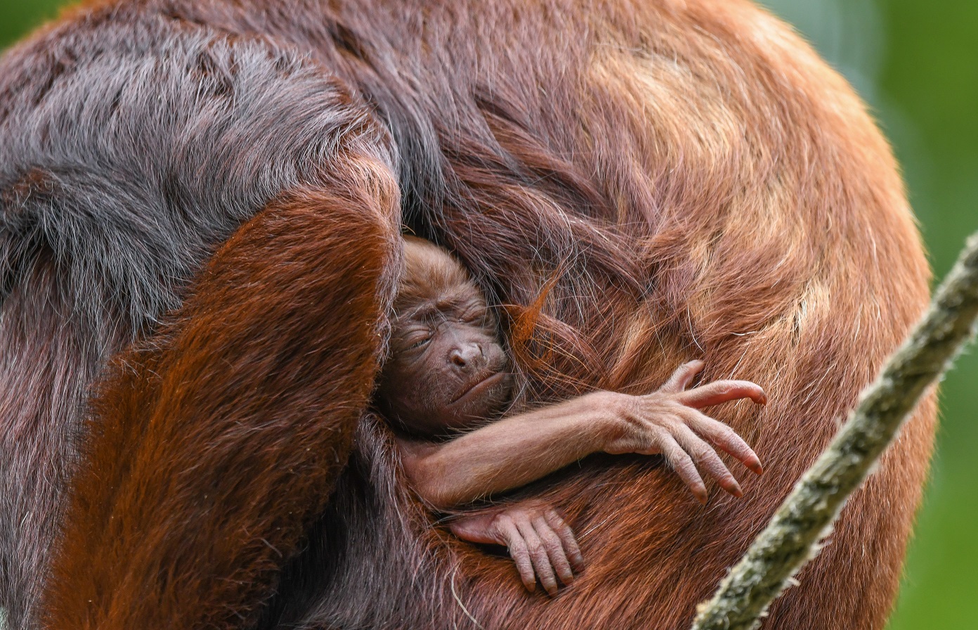 Rode brulaap geboren in GaiaZOO