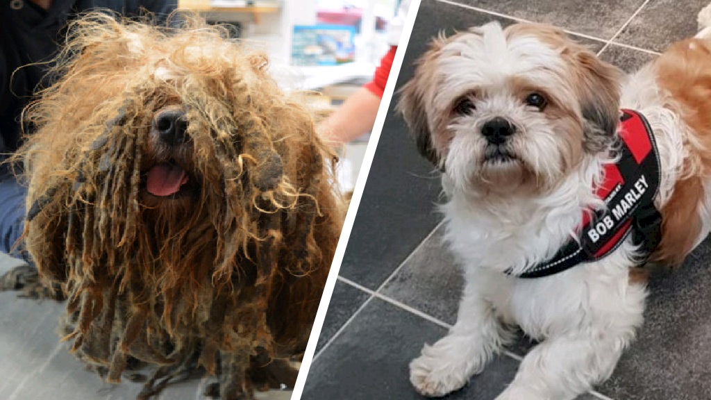 Zo gaat het nu met zwaar verwaarloosd hondje Bob